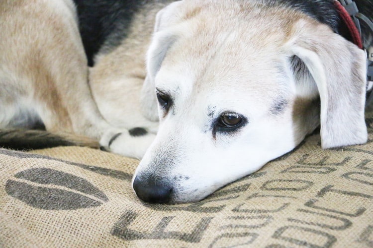 Easy No Sew Burlap Sack Dog Bed Bird s Eye Meeple Easy No Sew Burlap Sack Dog Bed Bird s Eye Meeple
