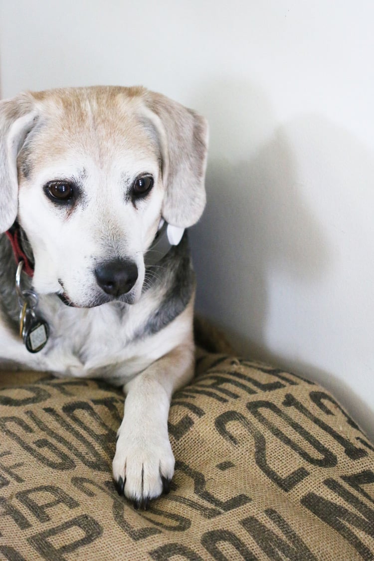Easy No Sew Burlap Sack Dog Bed Bird s Eye Meeple Easy No Sew Burlap Sack Dog Bed Bird s Eye Meeple